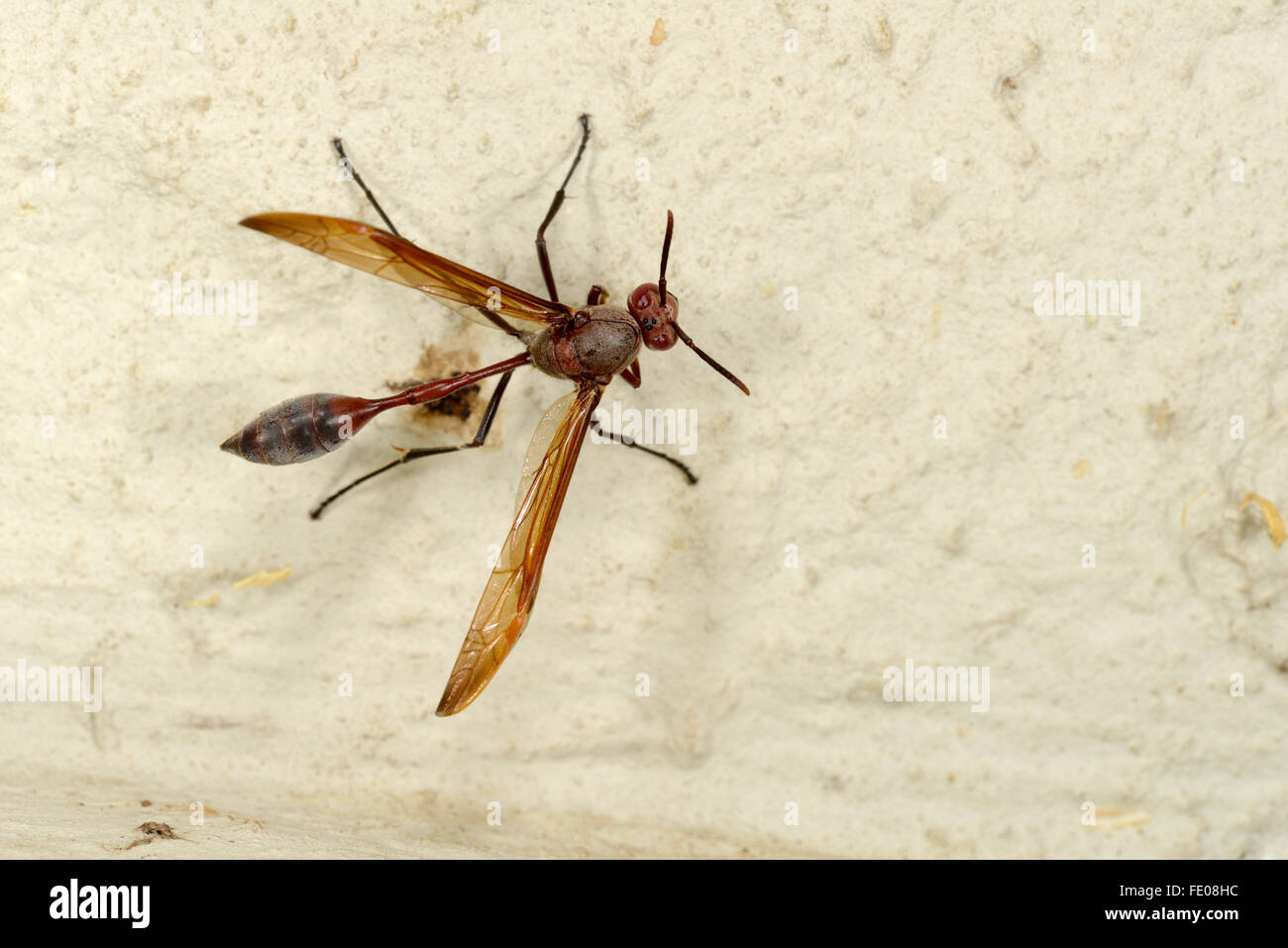 Paper Wasp (Belonogaster sp.) Kafue National Park, Zambia, November ...