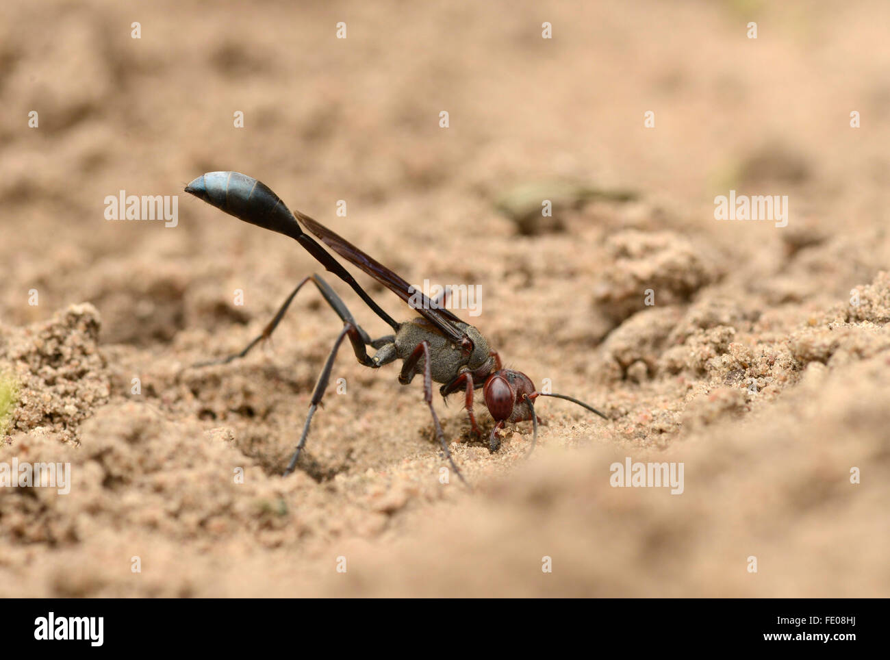 Sand Wasp (Vespidae) on ground sealing its nesting burrow, Kafue ...