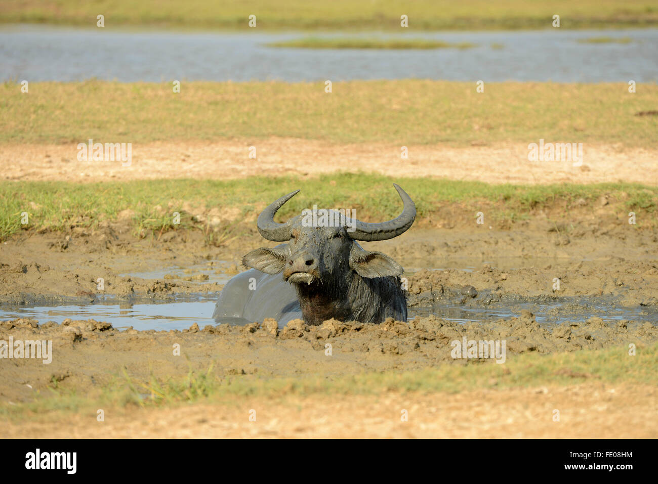 Asian Water Buffalo (Bubalus bubalis) taking a mud bath, Yala National ...