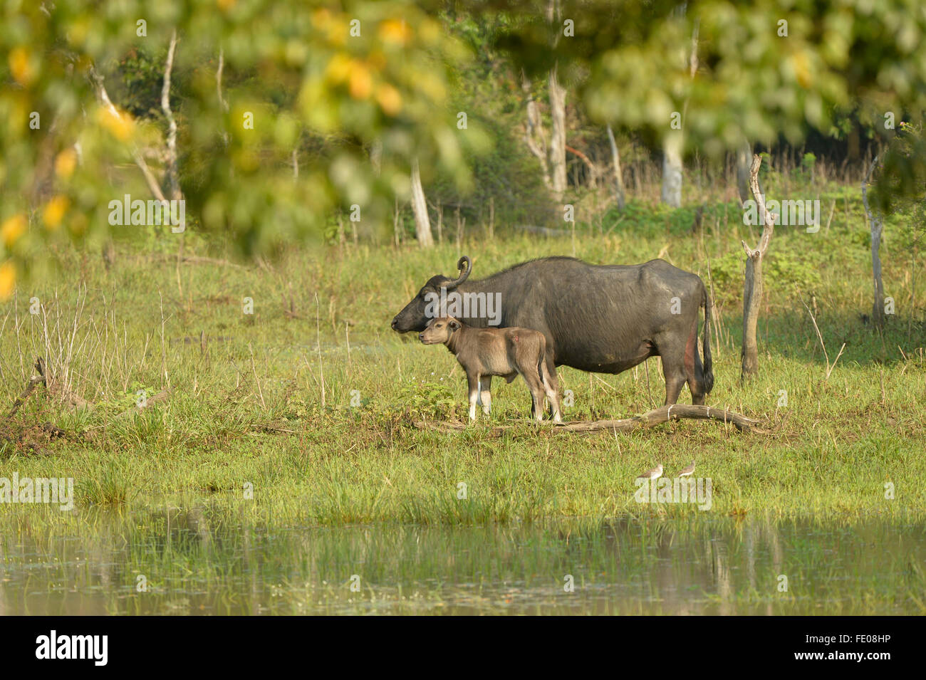 Female asian water buffalo calf hi-res stock photography and images - Alamy