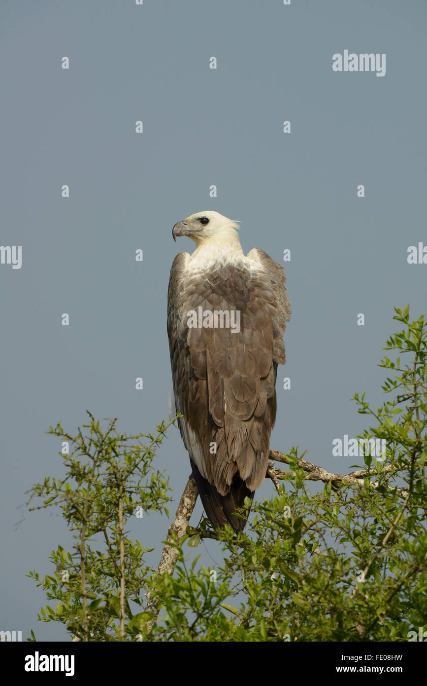 White-bellied Sea Eagle (Haliaeetus leucogaster) perched on small ...
