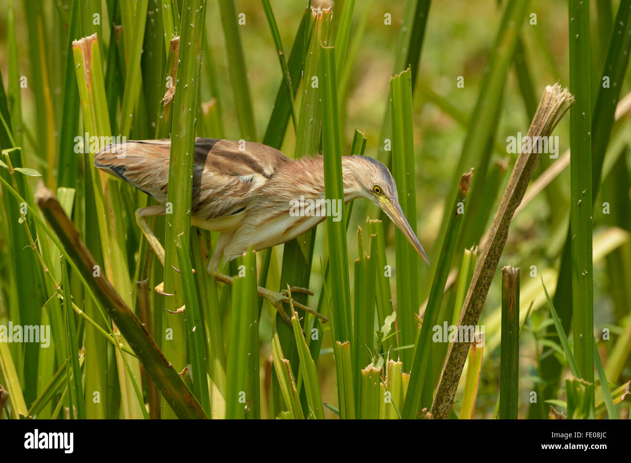 Yellow bittern ixobrychus sinensis hi-res stock photography and images ...