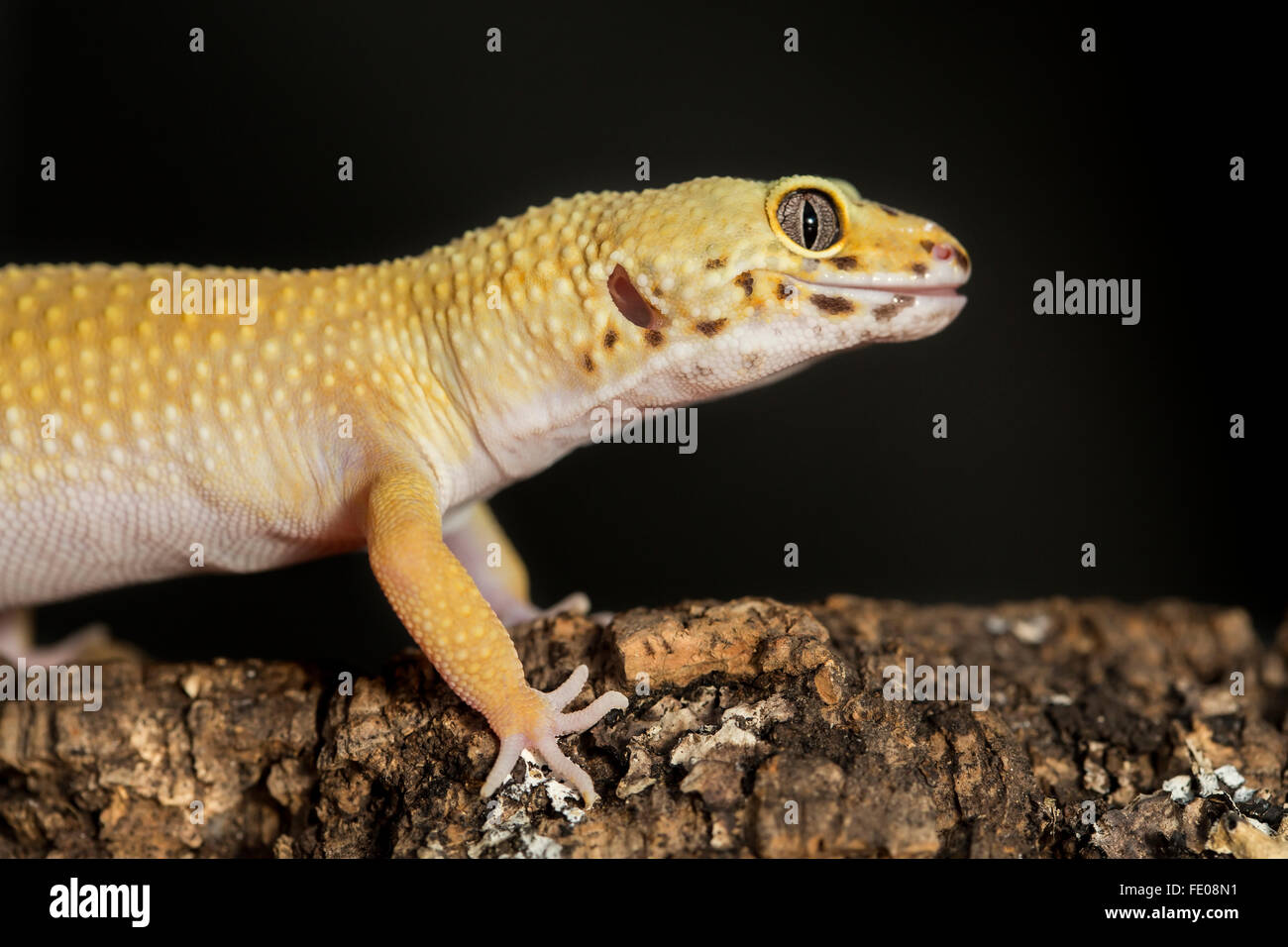 Head of a leopard gecko, Eublepharis macularius, on a branch against a ...