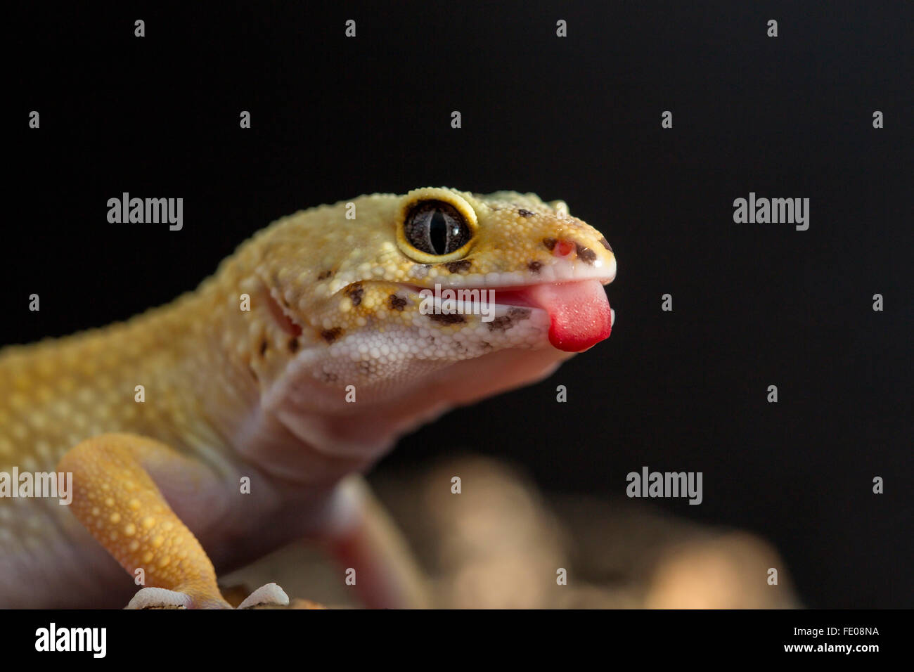 Closeup of a leopard gecko, Eublepharis macularius, showing the tongue ...
