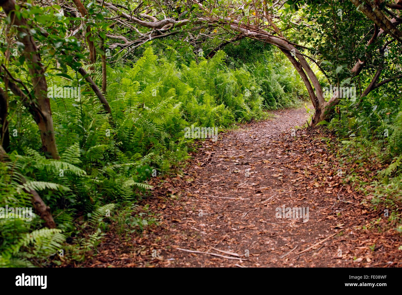 Jozani Chwaka Bay National Park on Zanzibar. Tanzania Stock Photo - Alamy