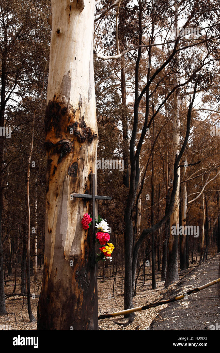 australian bush fire damage,australian bush fire aftermath,post ...