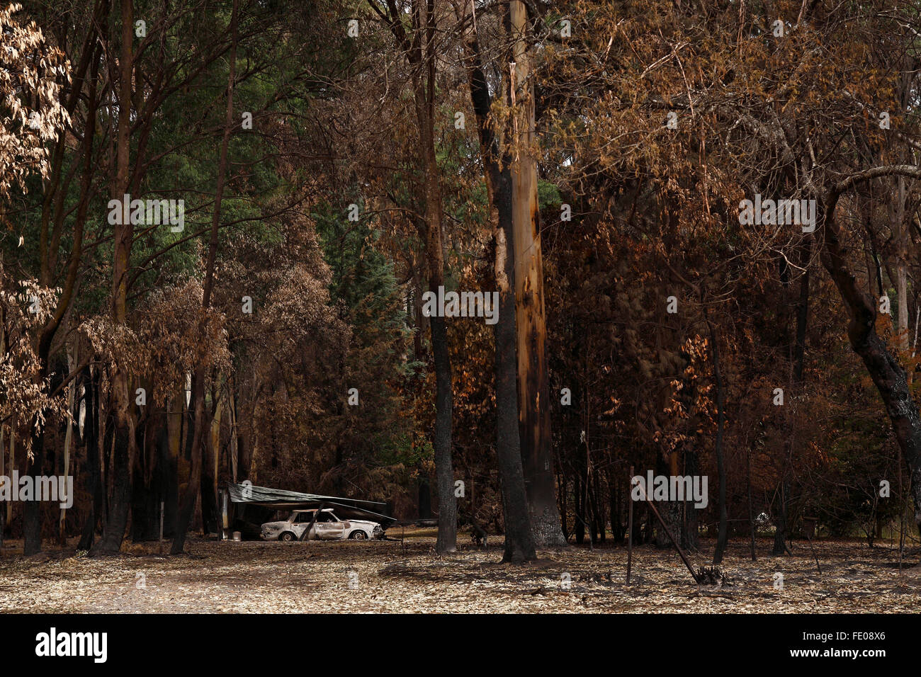 australian bush fire damage,australian bush fire aftermath,post ...