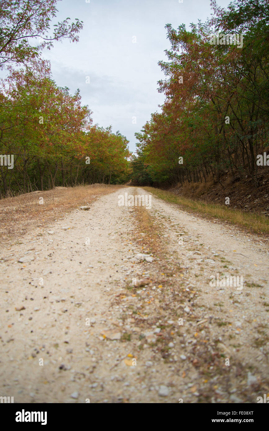 Autumn forest scenery Stock Photo - Alamy