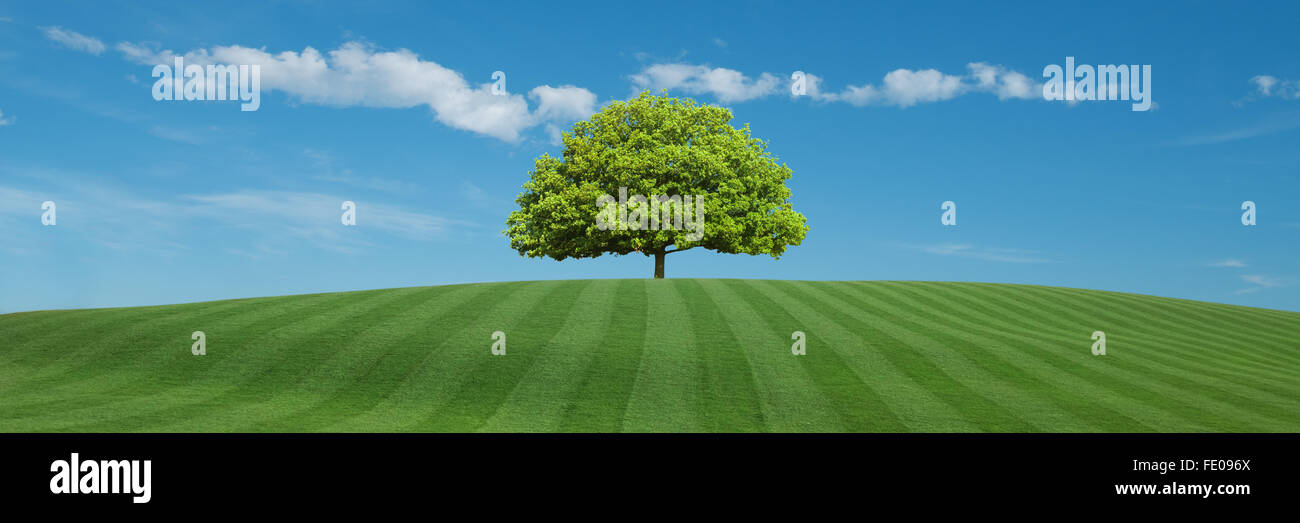 Green Field with Blue Sky and Tree on Horizon Stock Photo - Alamy