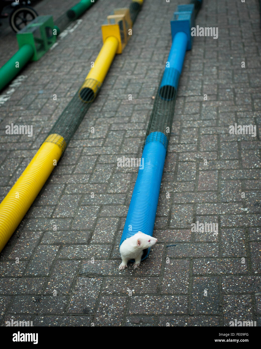 albino Mouse comes out of a drainpipe in local fair Stock Photo - Alamy