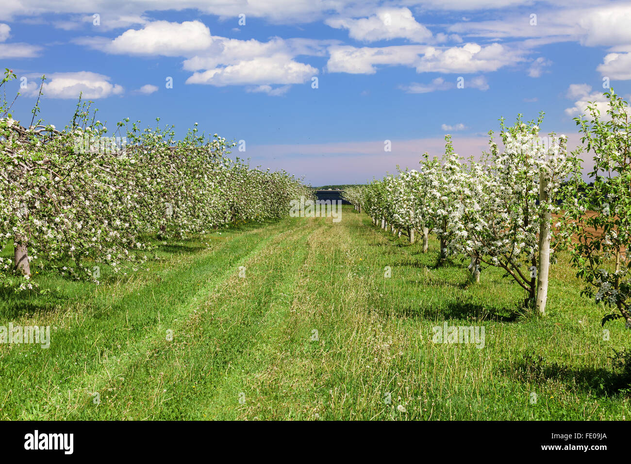 Spring orchard hi-res stock photography and images - Alamy