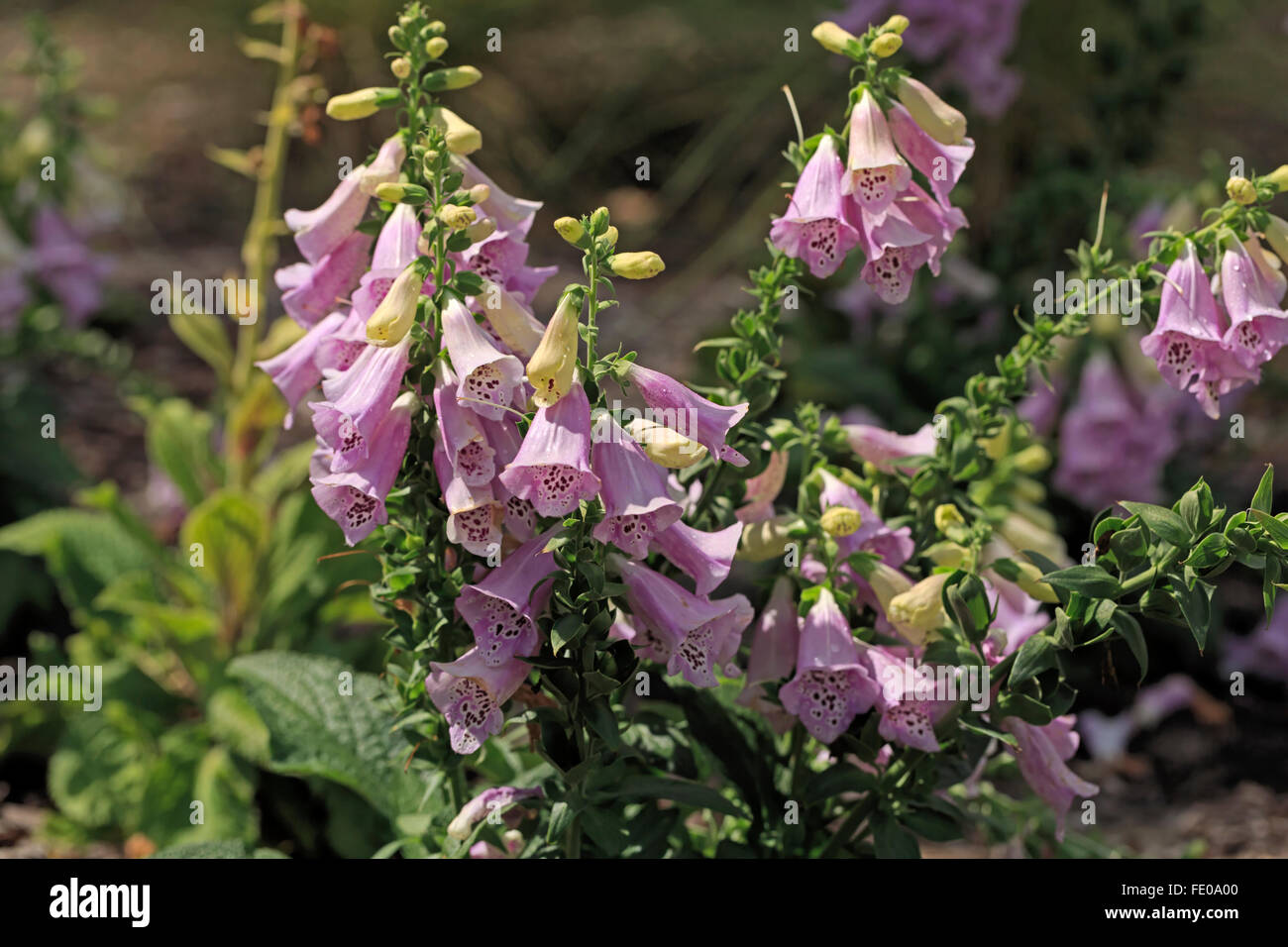 Foxglove, Digitalis purpurea Camelot Lavender Stock Photo - Alamy