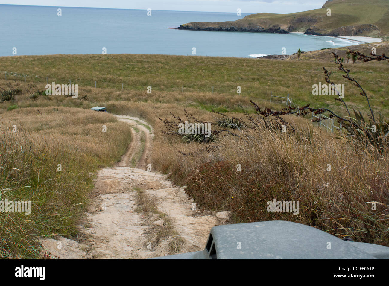 New Zealand, South Island, Dunedin, Otago Peninsula. Natures Wonders ...