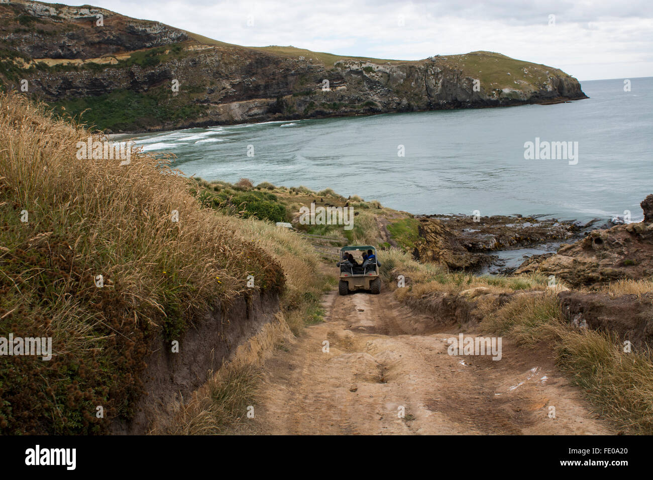 New Zealand, South Island, Dunedin, Otago Peninsula. Natures Wonders ...
