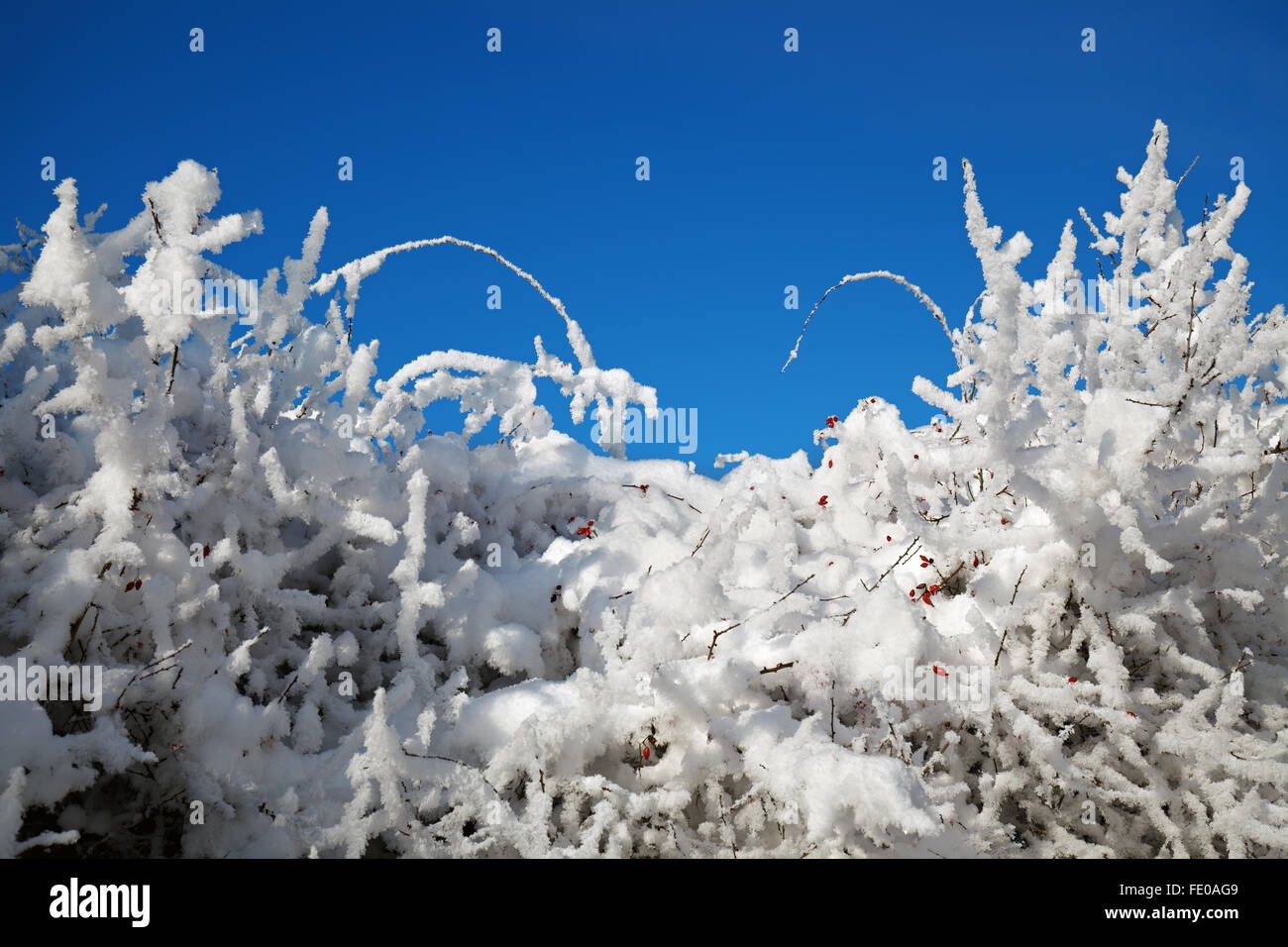 snow covered shrub with red berries Stock Photo - Alamy
