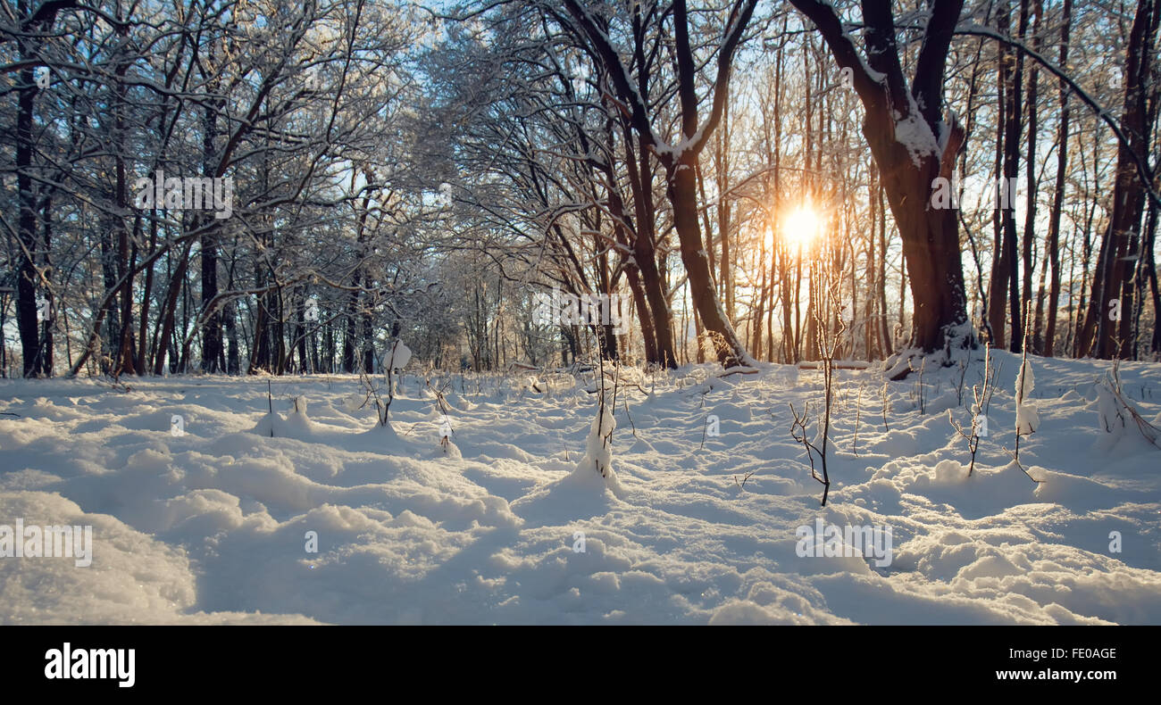 winter landscape with morning sun Stock Photo - Alamy