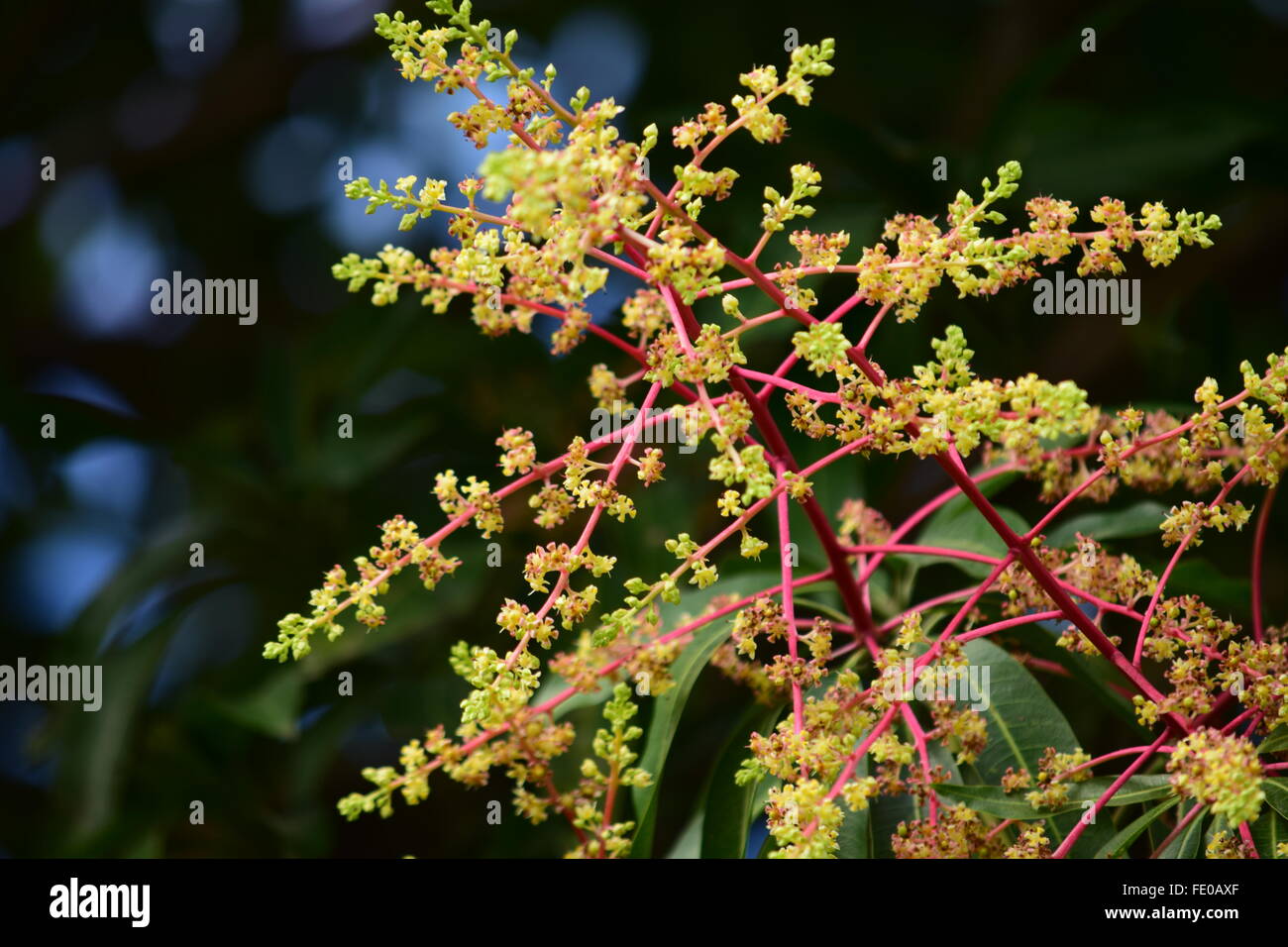 Blooms of Mango tree Stock Photo - Alamy
