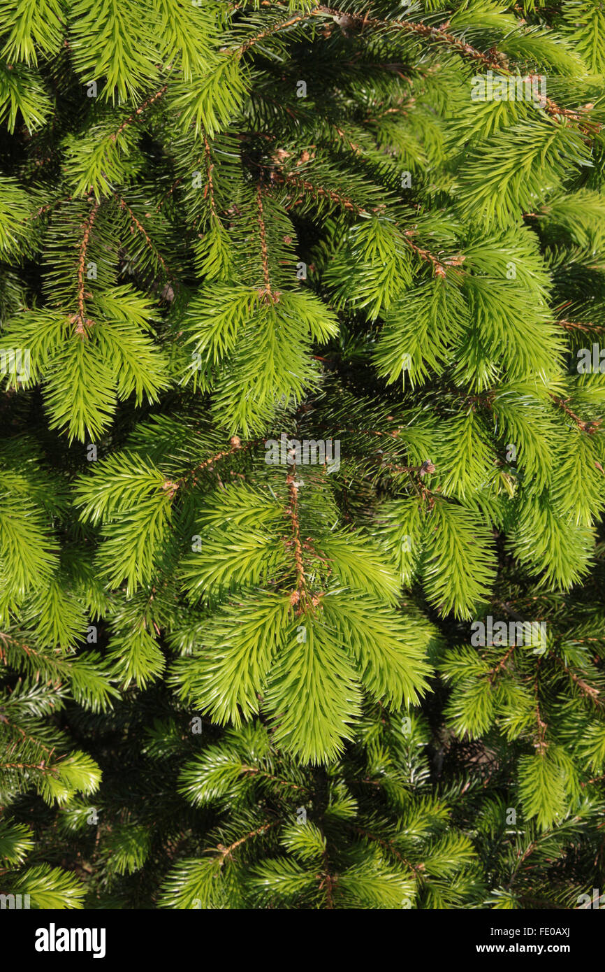 Branches of a Christmas tree Stock Photo - Alamy