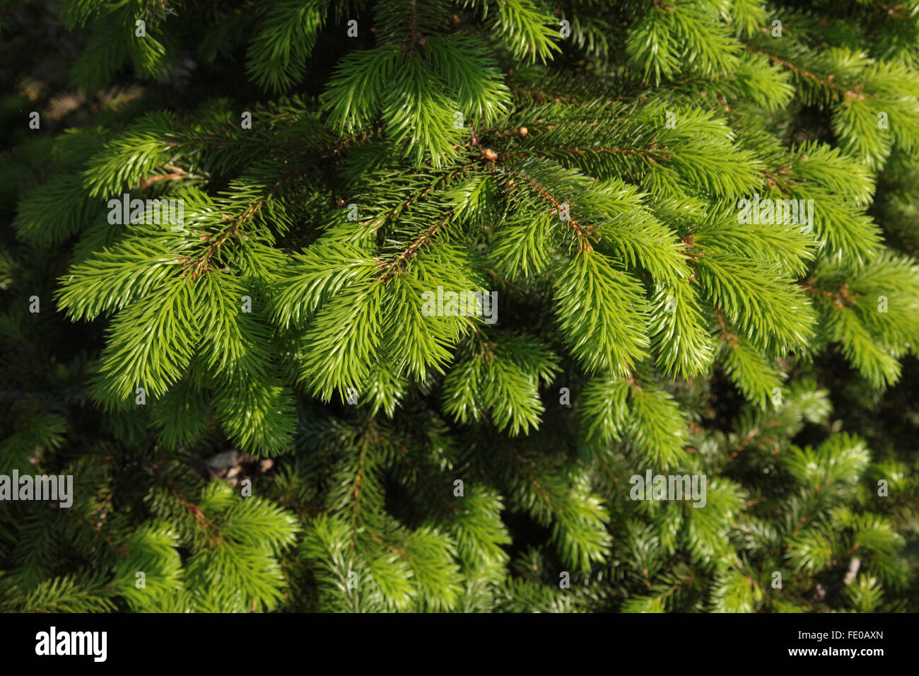 Branches of a Christmas tree Stock Photo - Alamy