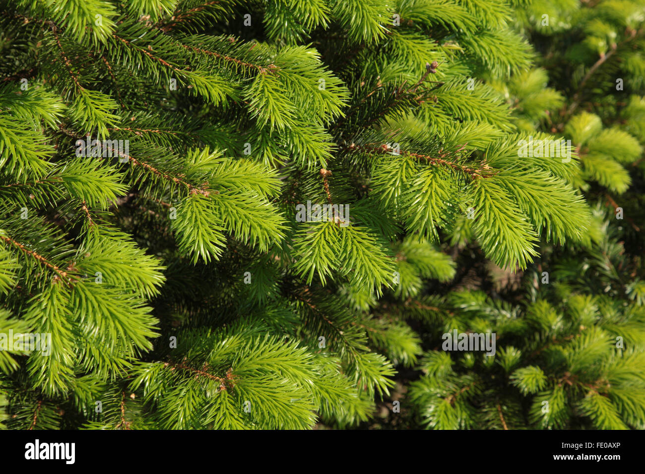 Branches of a Christmas tree Stock Photo - Alamy