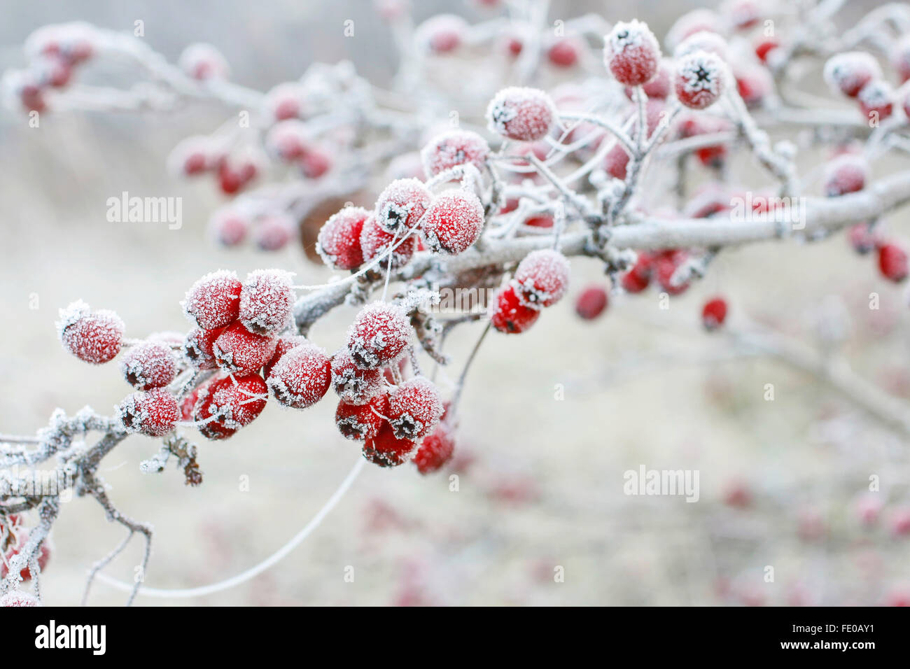 Hawthorn Tree Garden High Resolution Stock Photography and Images - Alamy
