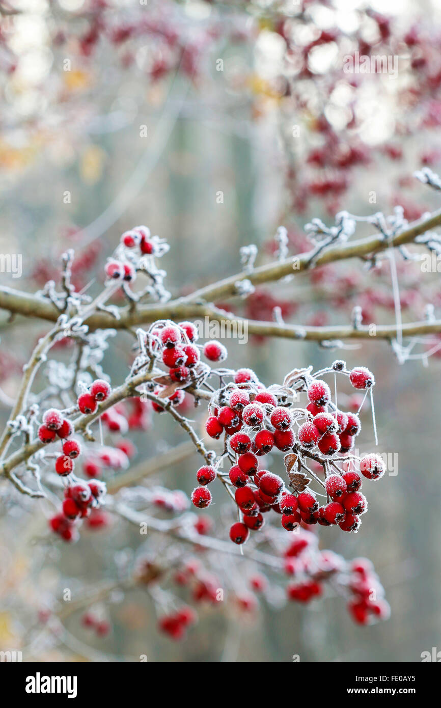 Hawthorn Tree Garden High Resolution Stock Photography and Images - Alamy