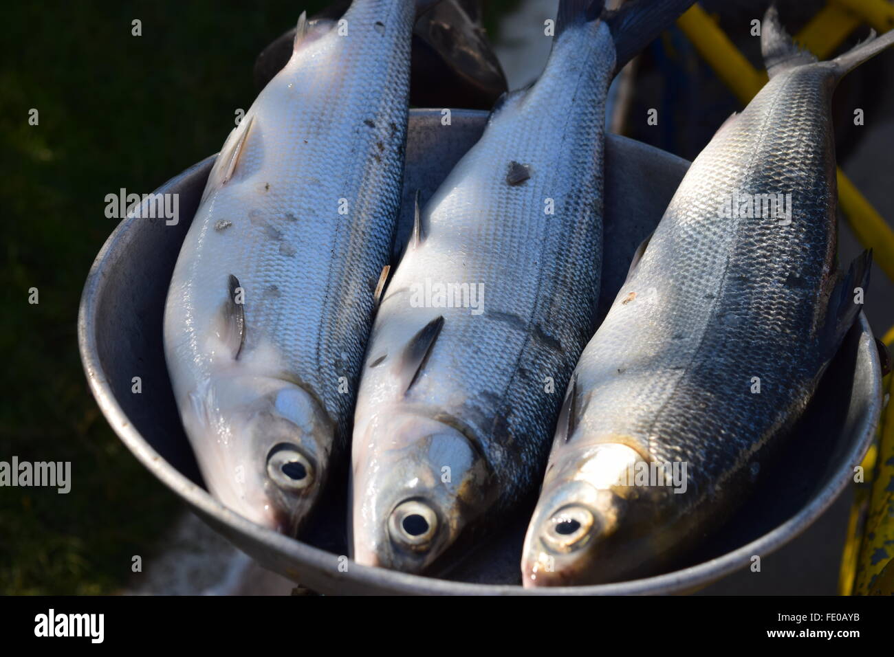 Philippine National Fish Bangus