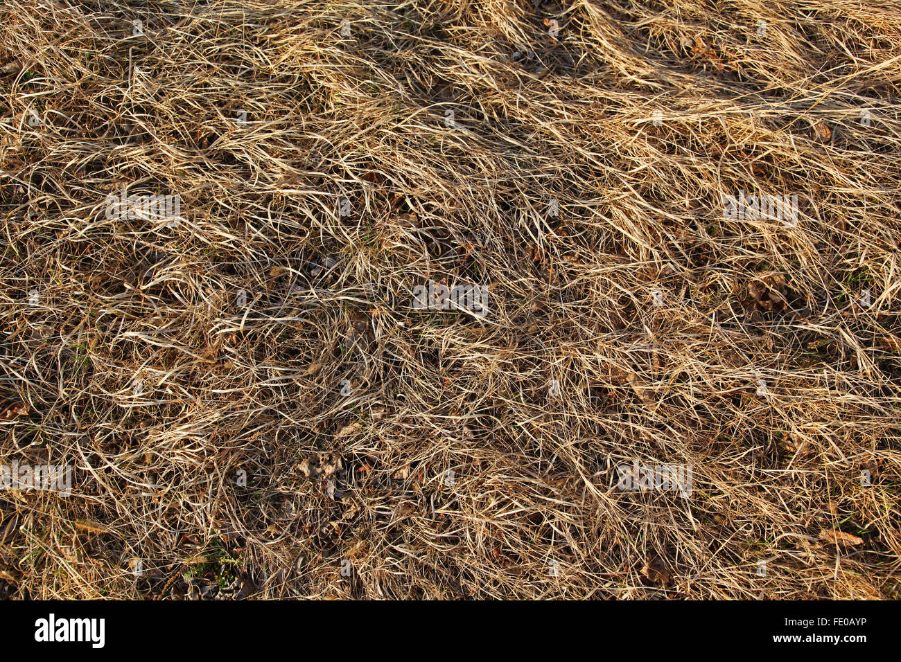 Background of dry grass Stock Photo - Alamy