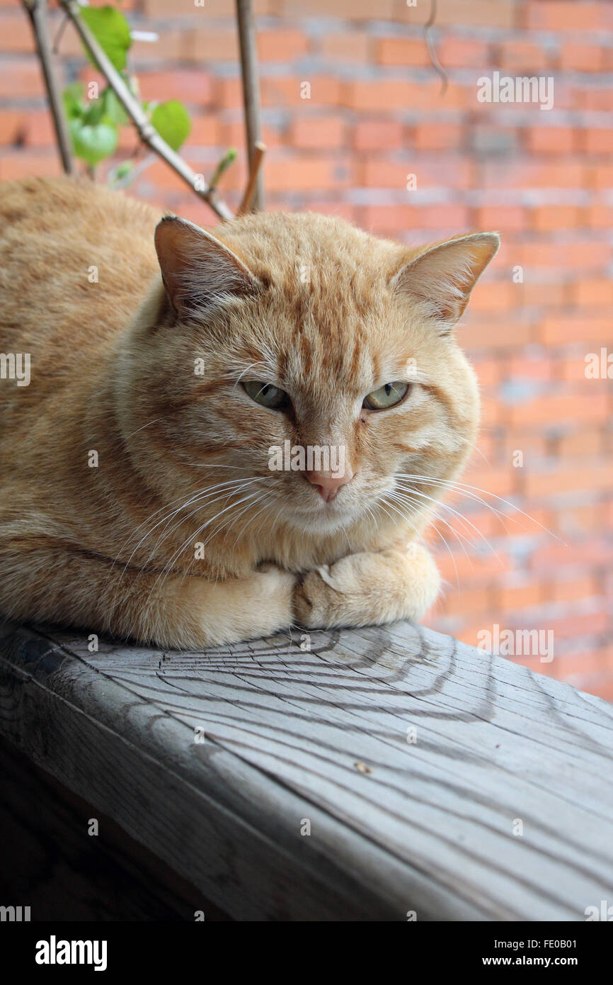 Rustic red cat Stock Photo - Alamy