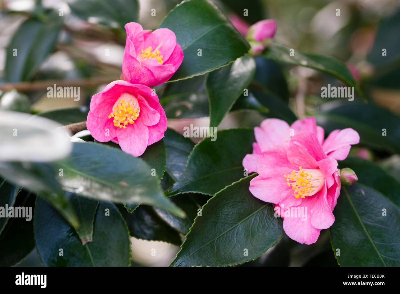 Small pink flowers of the early blooming evergreen shrub Camellia ...