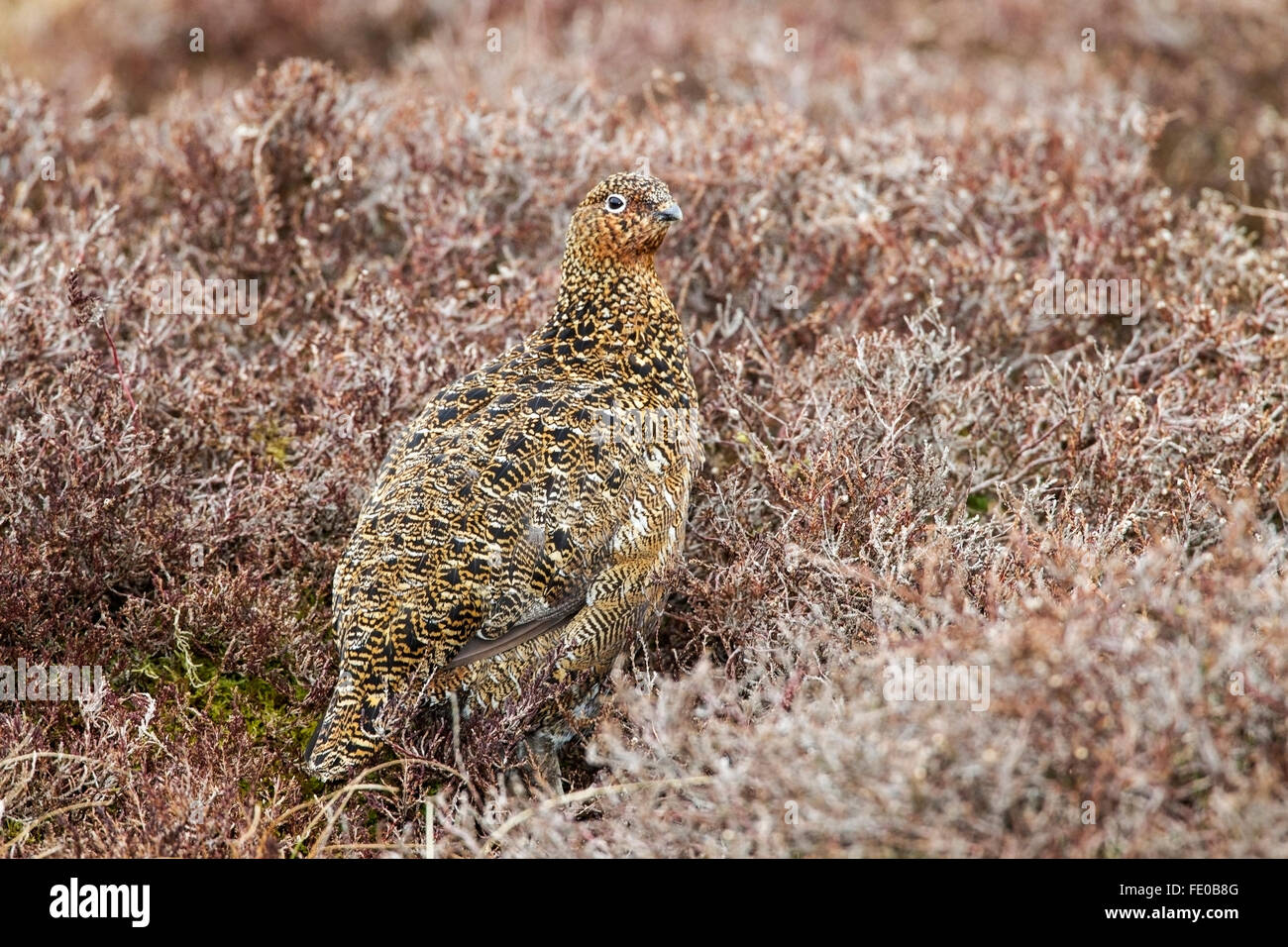 red grouse (Lagopus lagopus scotica) adult female in heather moorland ...