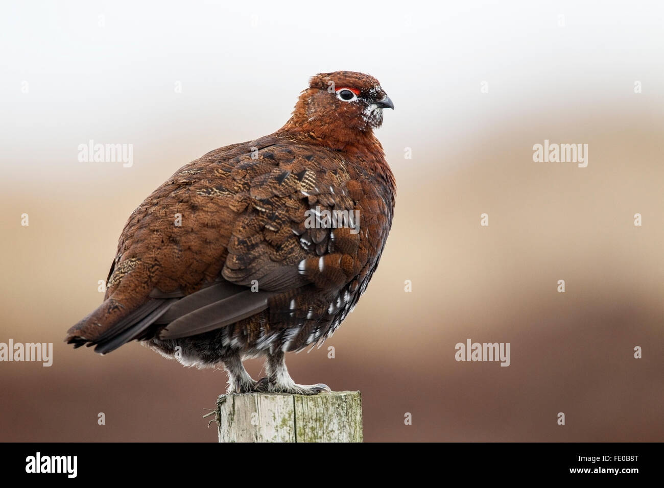 red grouse ([Lagopus lagopus scotica) adult male in heather moorland in ...