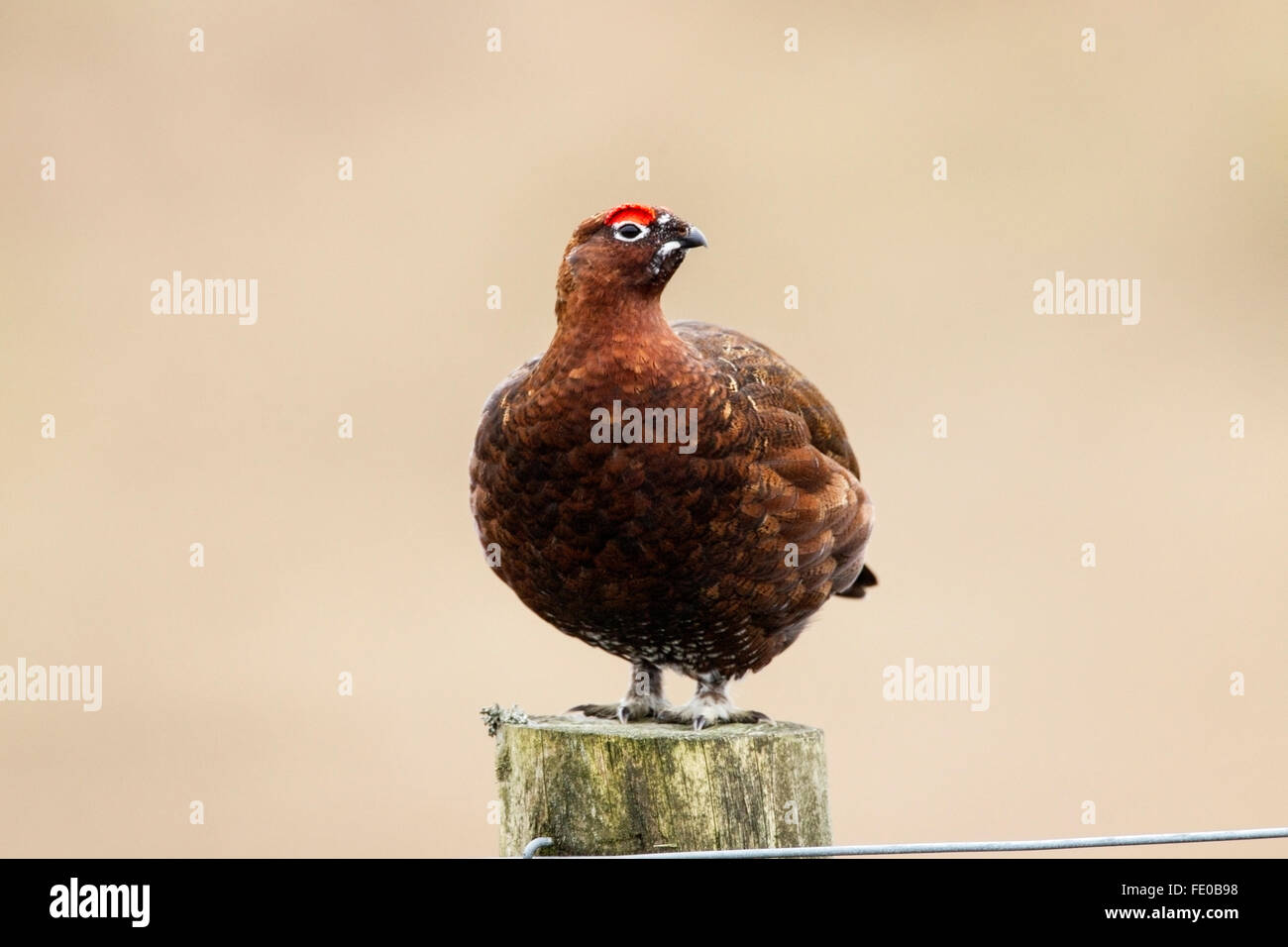 red grouse ([Lagopus lagopus scotica) adult male in heather moorland in ...