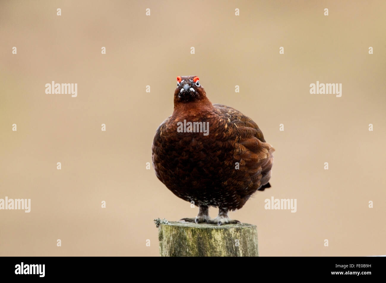 red grouse ([Lagopus lagopus scotica) adult male in heather moorland in ...