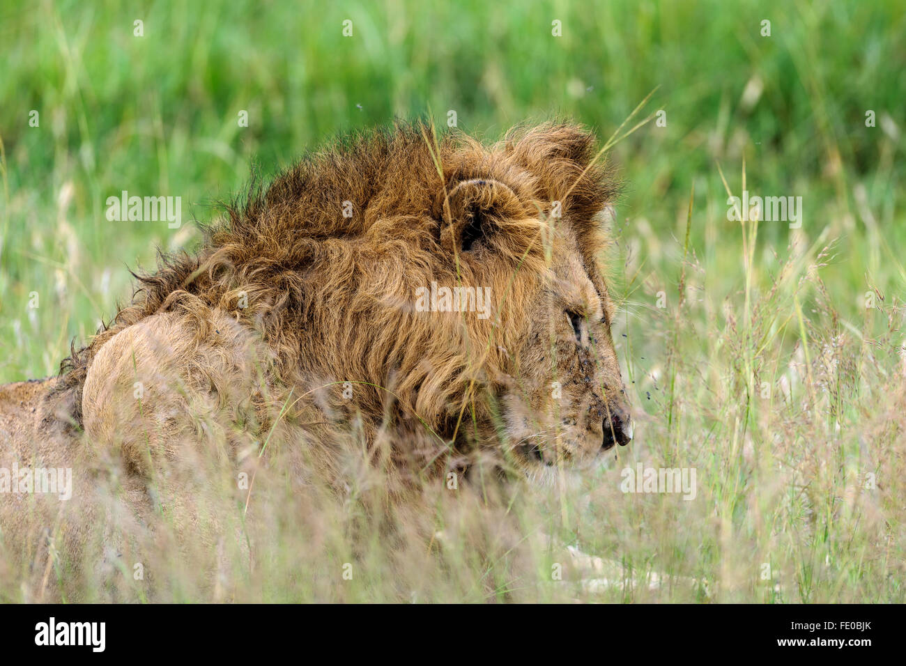 Lion in the savanna of Africa Stock Photo - Alamy