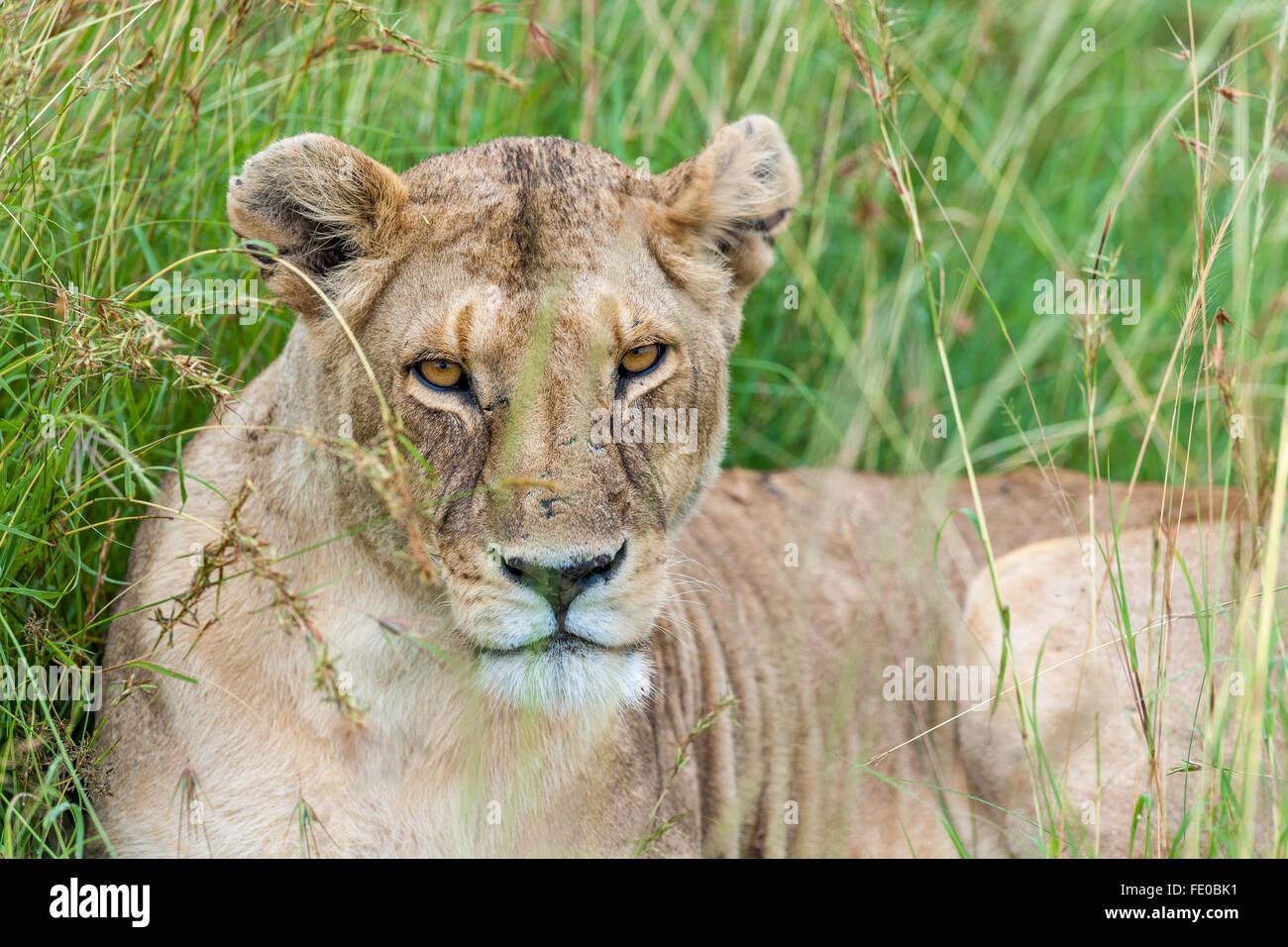 Lion in the savanna of Africa Stock Photo - Alamy