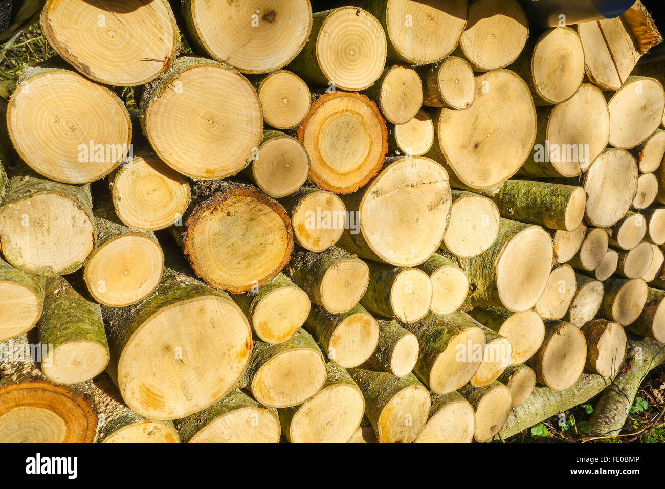 Felled ash trees hi-res stock photography and images - Alamy