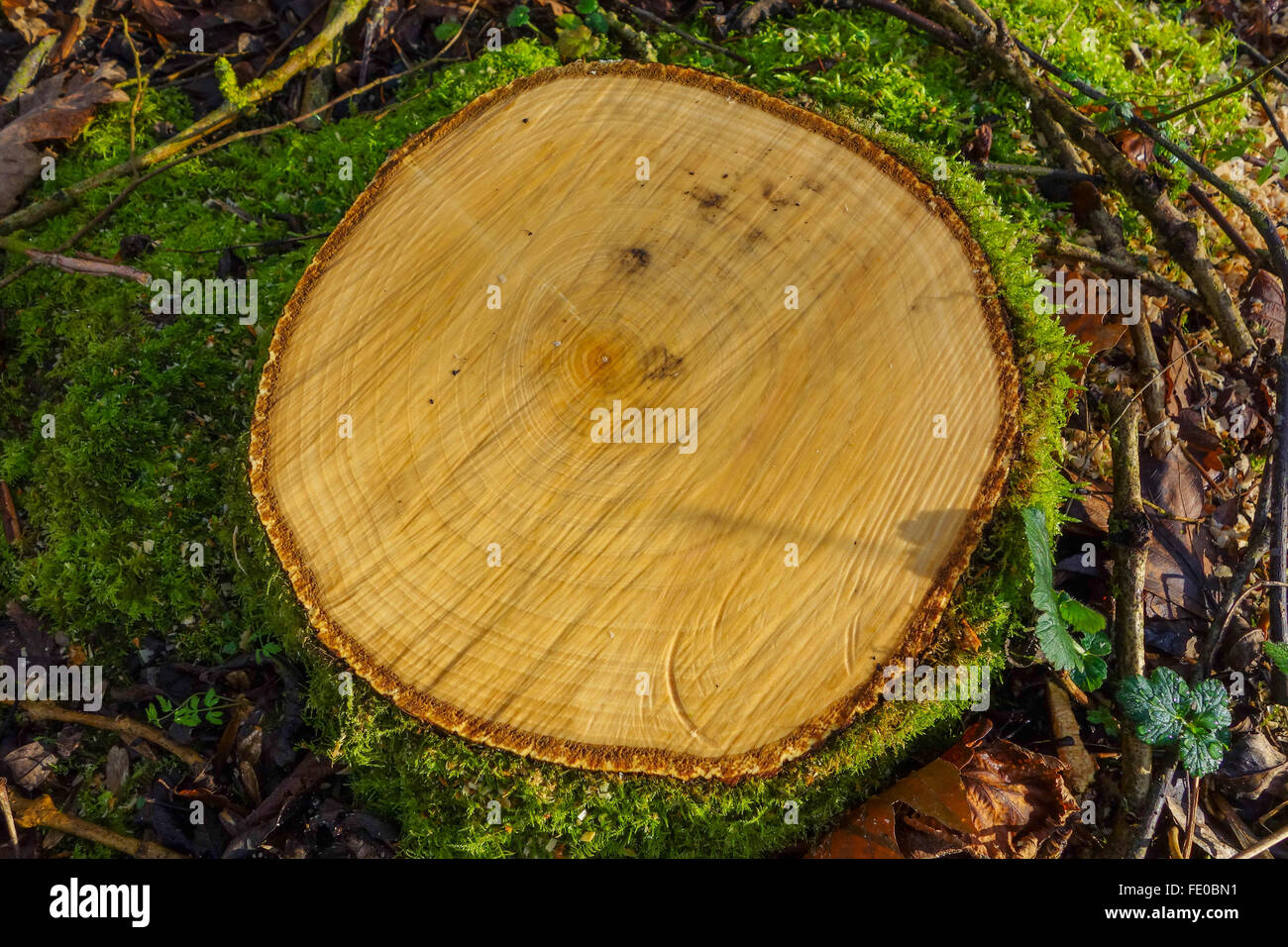 Tree trees cut remains hi-res stock photography and images - Alamy