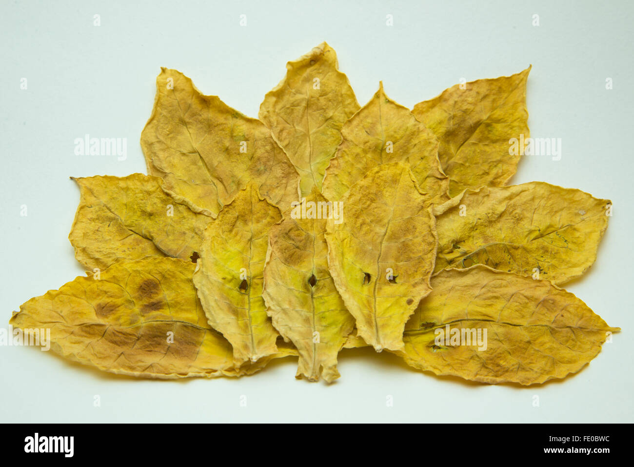Oriental tobacco leaves Stock Photo - Alamy