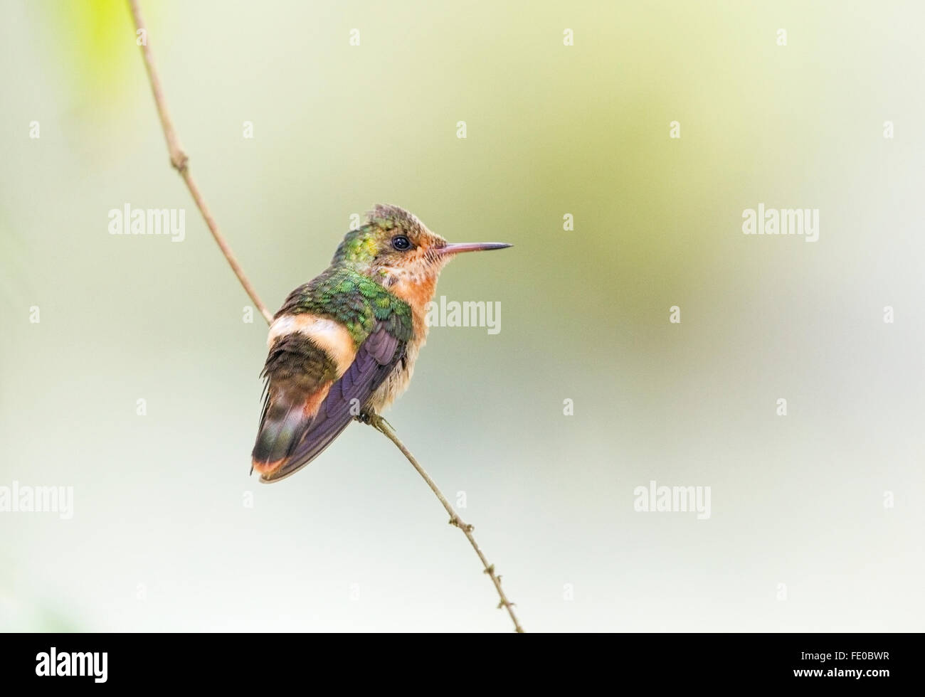 Tufted coquette hummingbird hi-res stock photography and images - Alamy