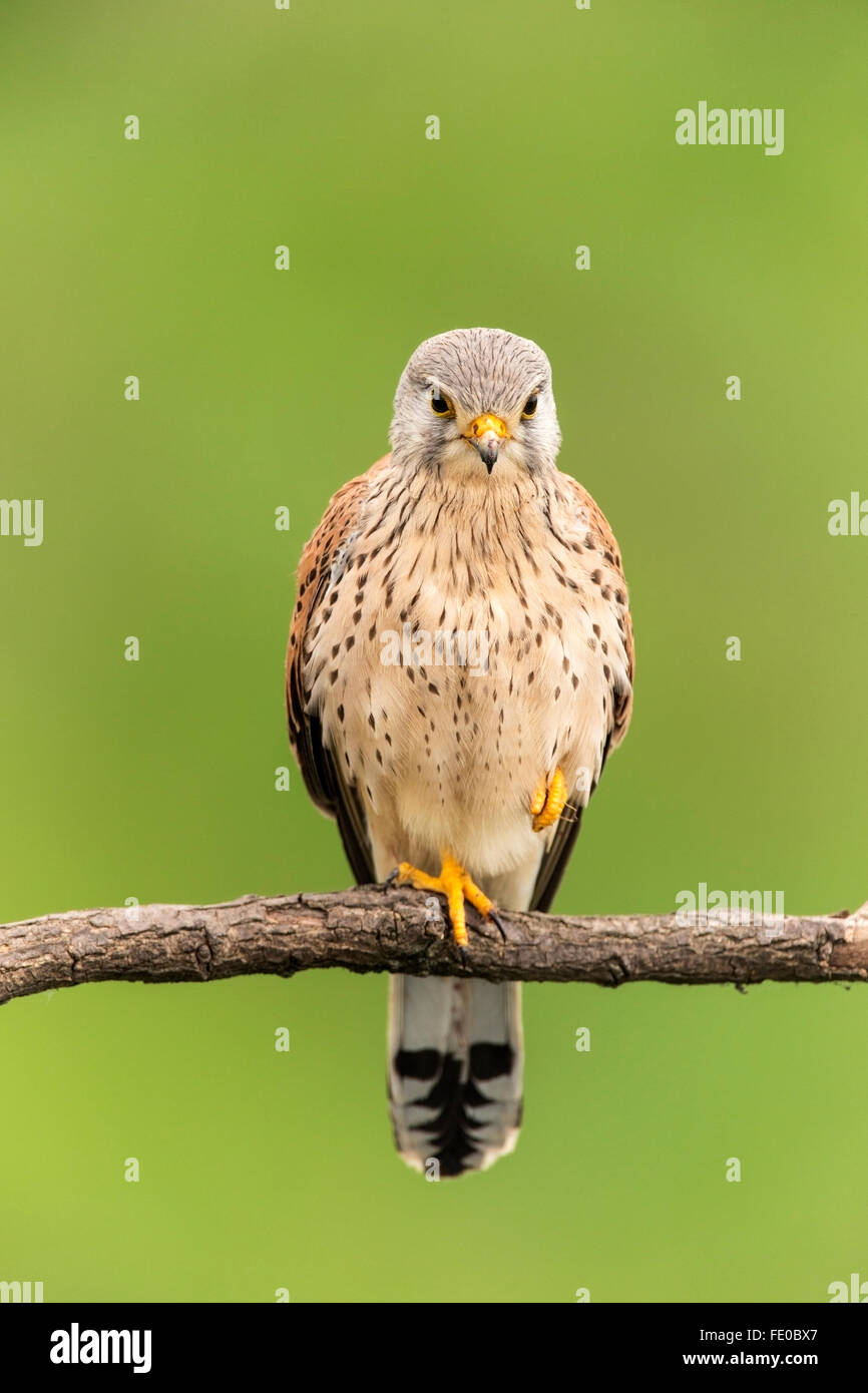 common kestrel (Falco tinnunculus) adult male perched on branch of tree ...