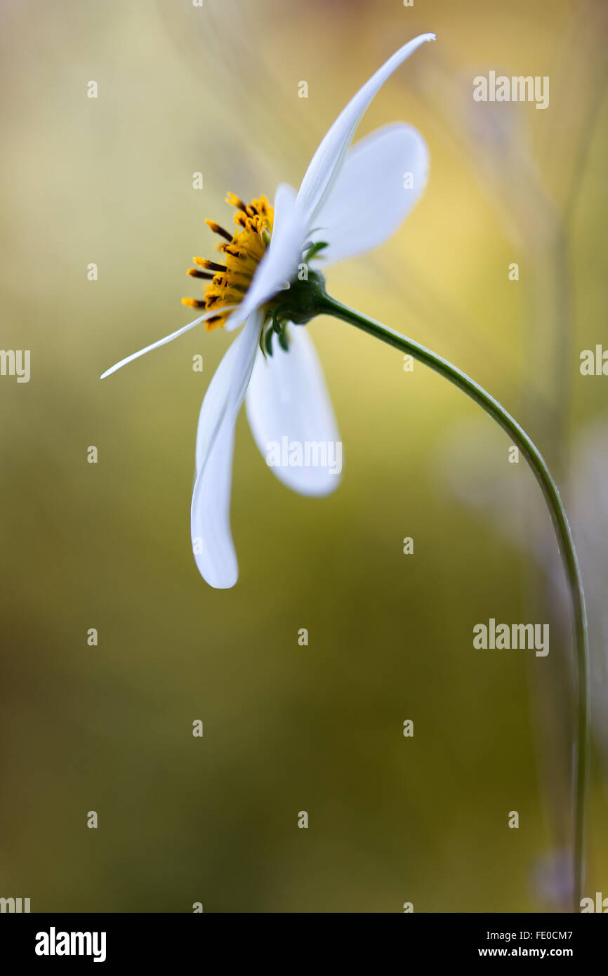 Cosmos flower photography hi-res stock photography and images - Alamy