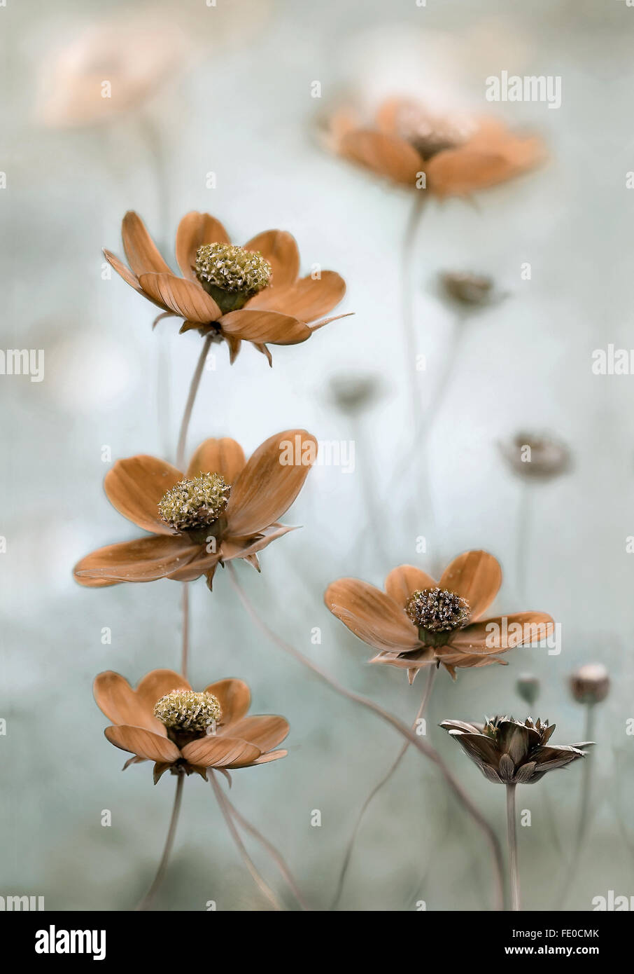 Golden Cosmos flowers Stock Photo - Alamy