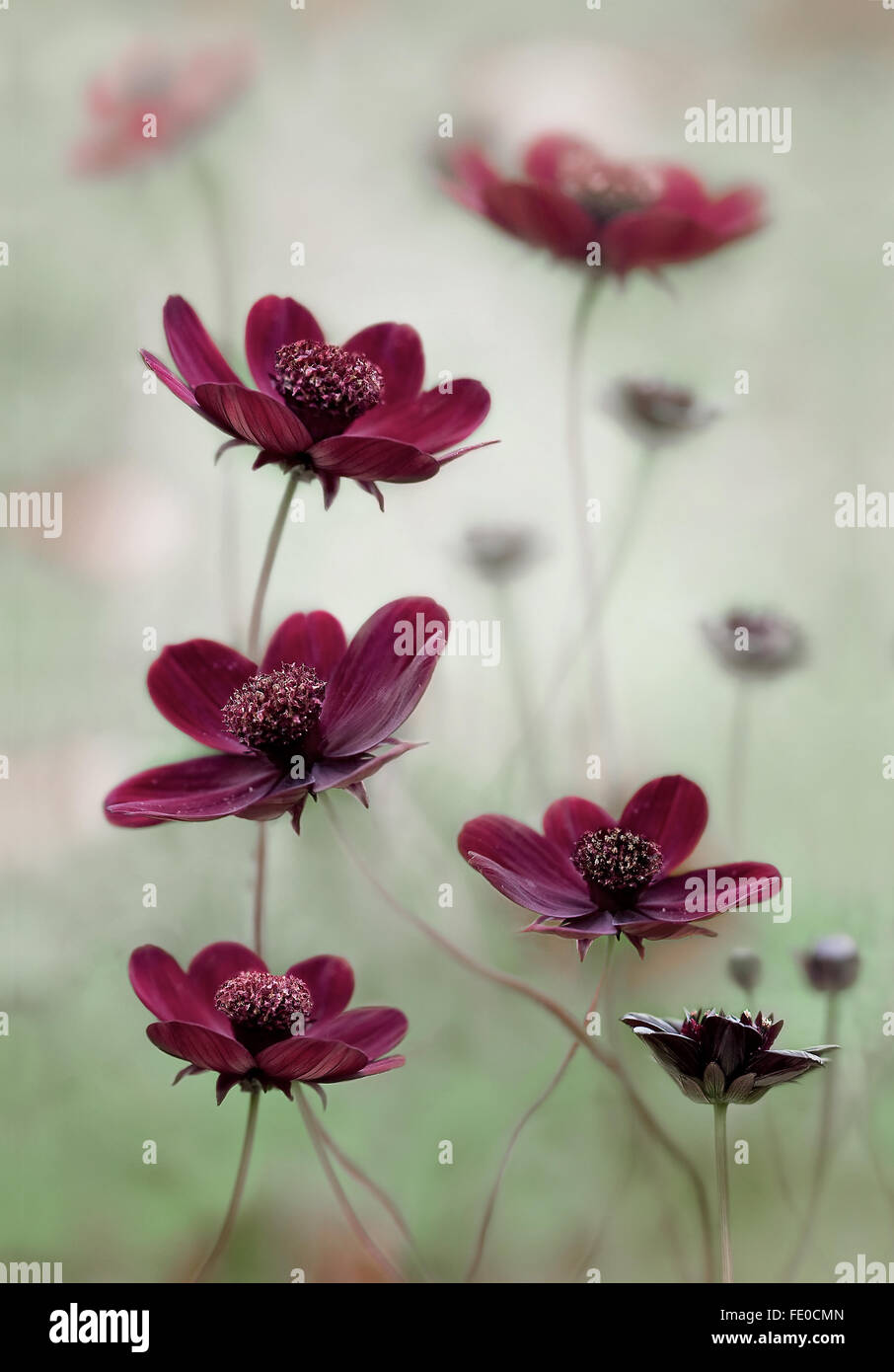 Chocolate cosmos hi-res stock photography and images - Alamy