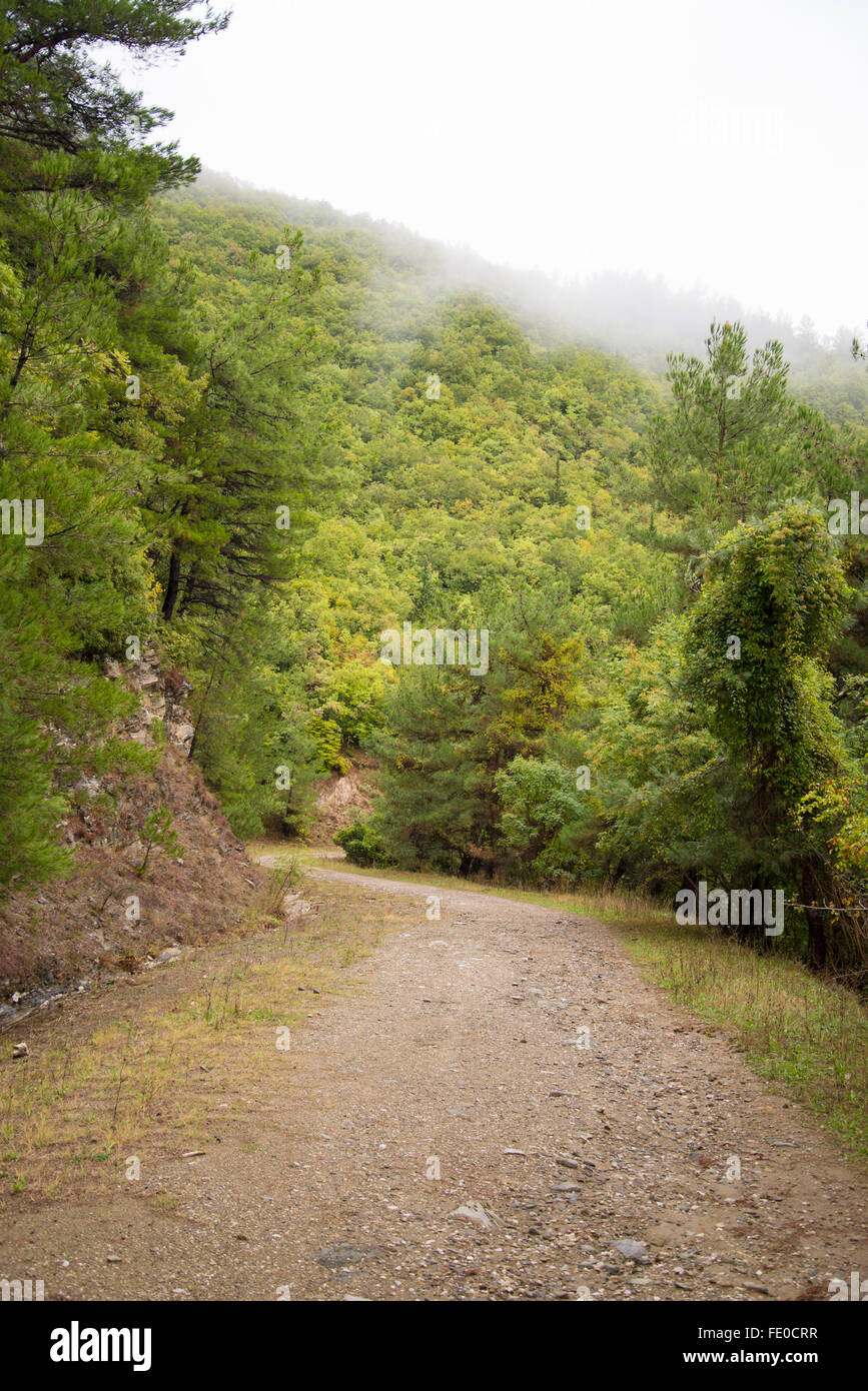 Fall colors in afternoon fog, Xanthi Stock Photo - Alamy