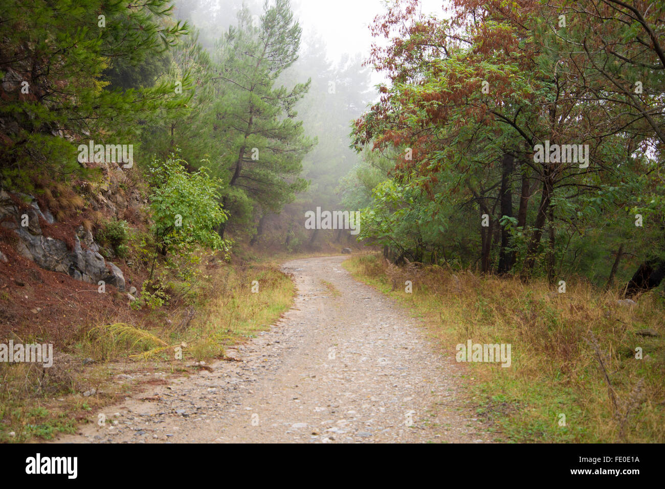 Fall colors in afternoon fog, Xanthi Stock Photo - Alamy