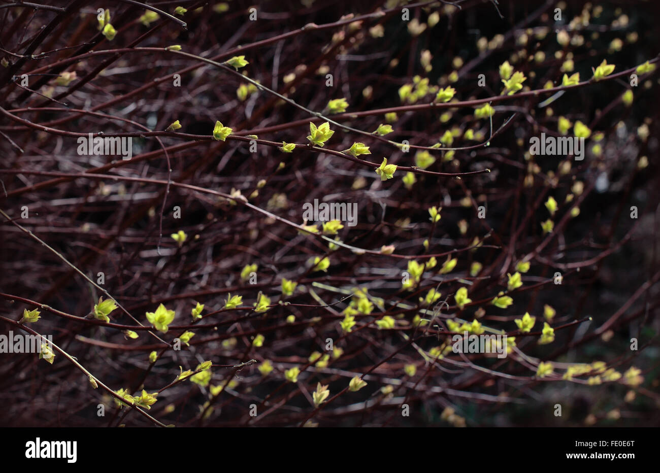 Young buds willow tree hi-res stock photography and images - Alamy