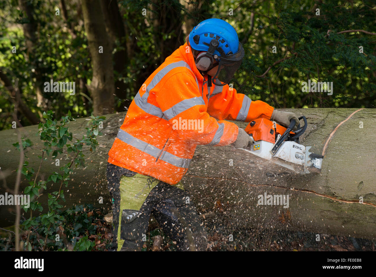 A contractor sawing up a fallen beech tree in Haughton Lane, Shifnal ...