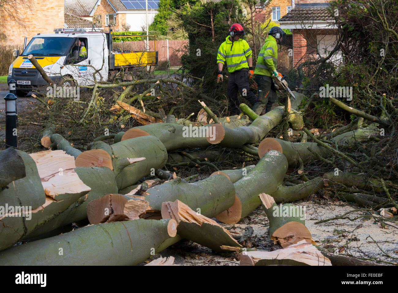 Contractors sawing up a fallen beech tree in Haughton Lane, Shifnal ...