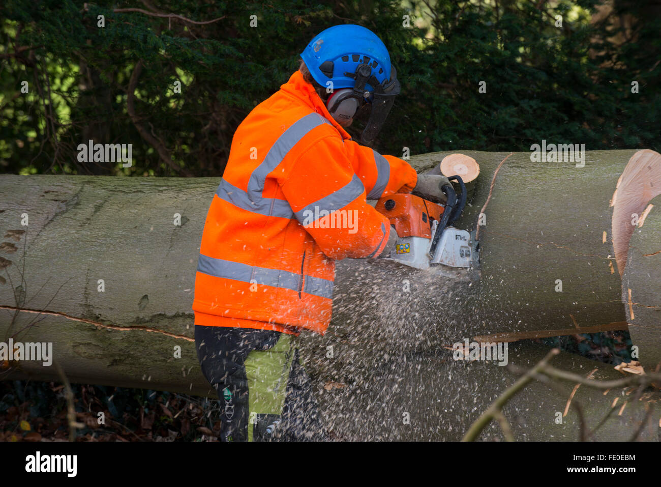 A contractor sawing up a fallen beech tree in Haughton Lane, Shifnal ...